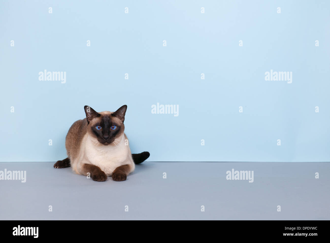 Seal point siamese cat hi-res stock photography and images - Alamy