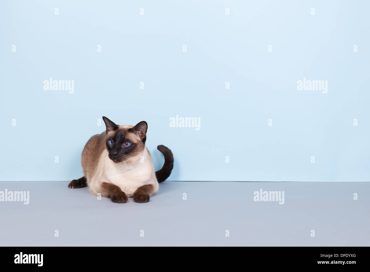 Seal point siamese cat hi-res stock photography and images - Alamy