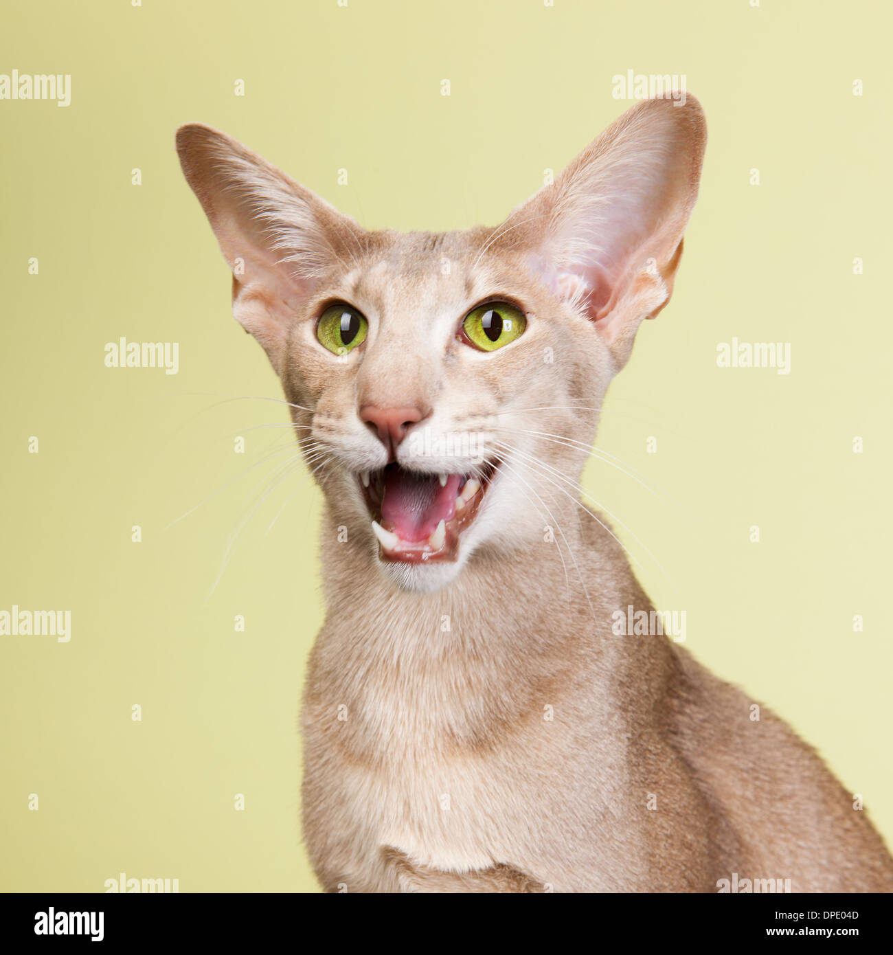 Portrait of lavender colored Siamese cat isolated over green background ...