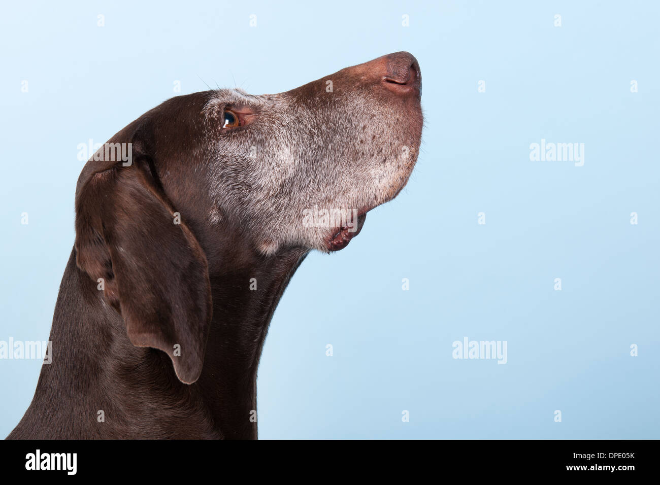 Portrait of an old dog against blue background Stock Photo - Alamy