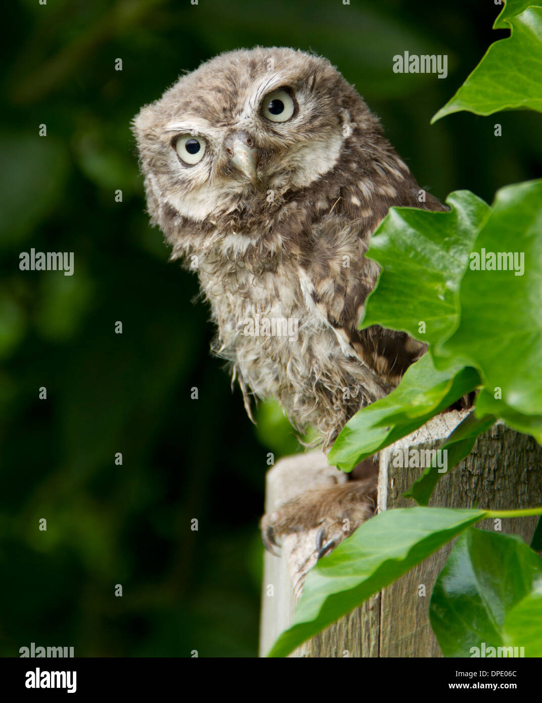 Fledgling Little Owl looking out from perch preparing for first flight ...