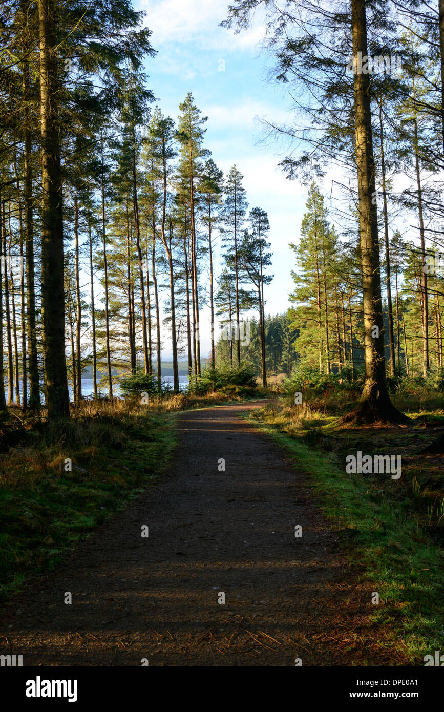 Pine trees kielder hi-res stock photography and images - Alamy