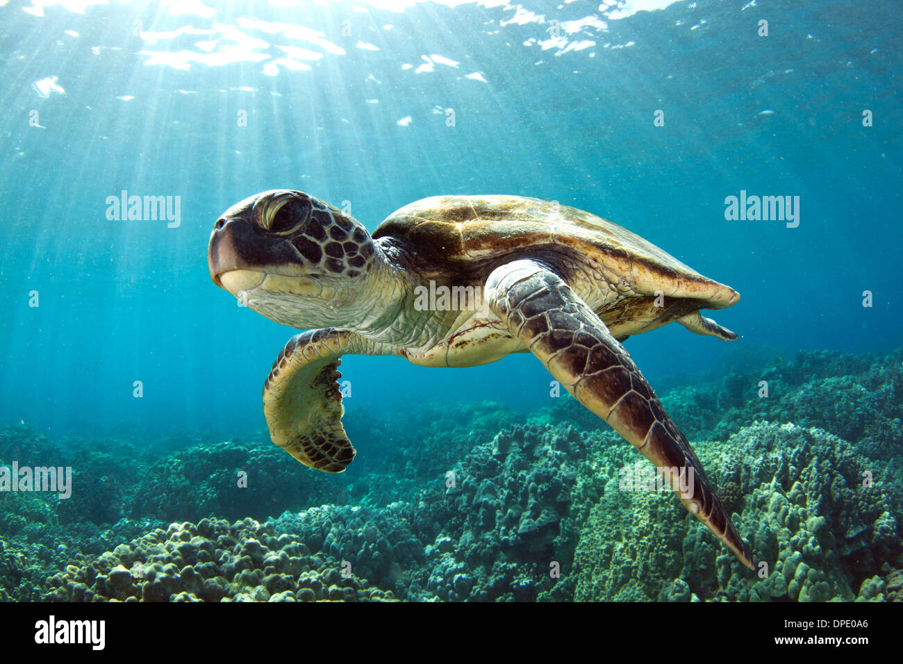 Turtle inside hi-res stock photography and images - Alamy