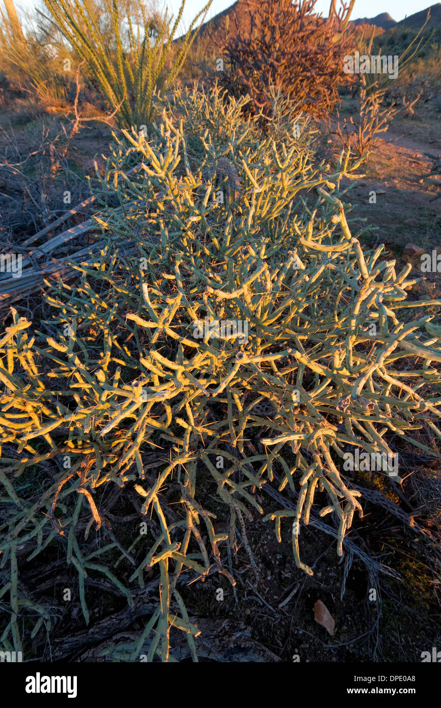 Pencil Cholla (Cylindropuntia ramosissima), Saguaro National Park West ...