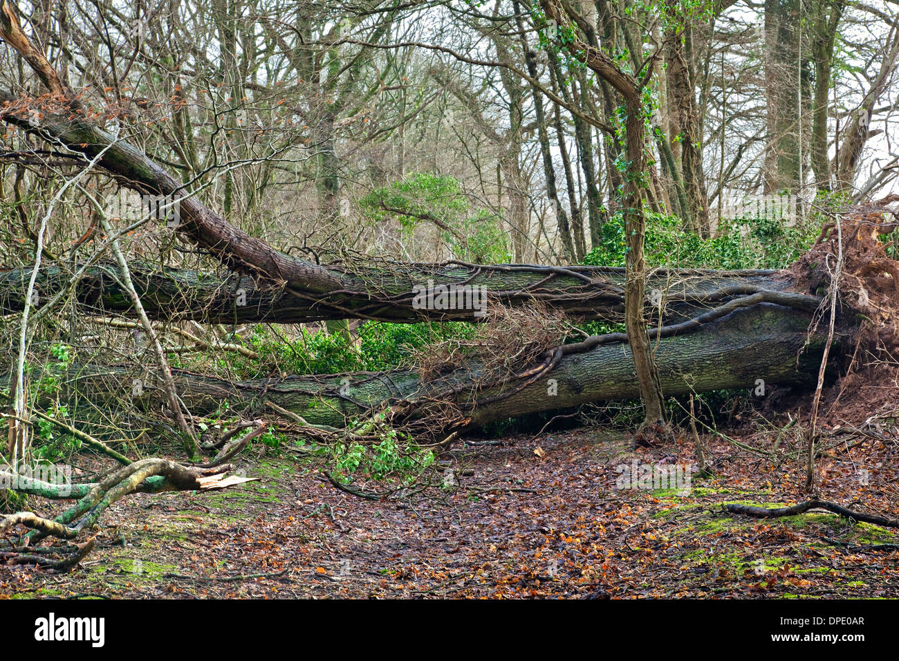 Tree uproot in storm hi-res stock photography and images - Alamy
