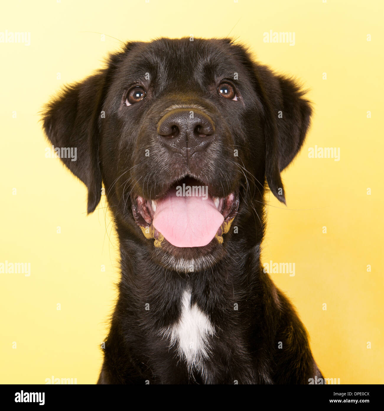 Cross breed dog portrait isolated over yellow background Stock Photo ...