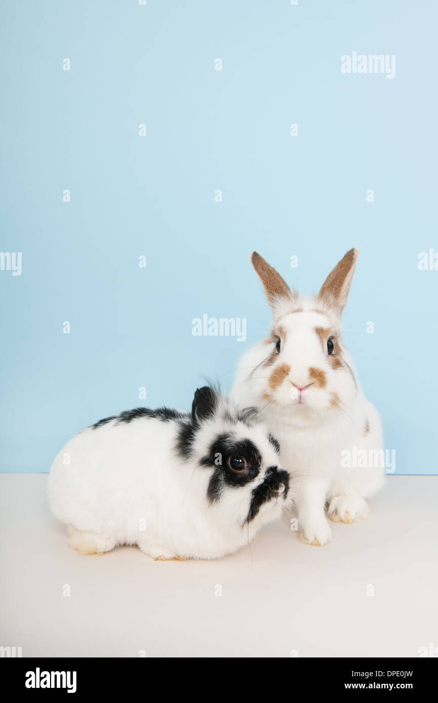 Two white rabbits on blue background Stock Photo - Alamy