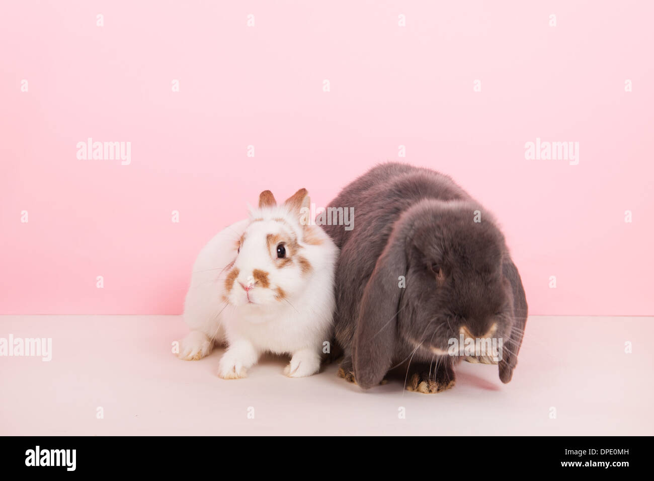 White rabbit and French lop together on pink background Stock Photo - Alamy