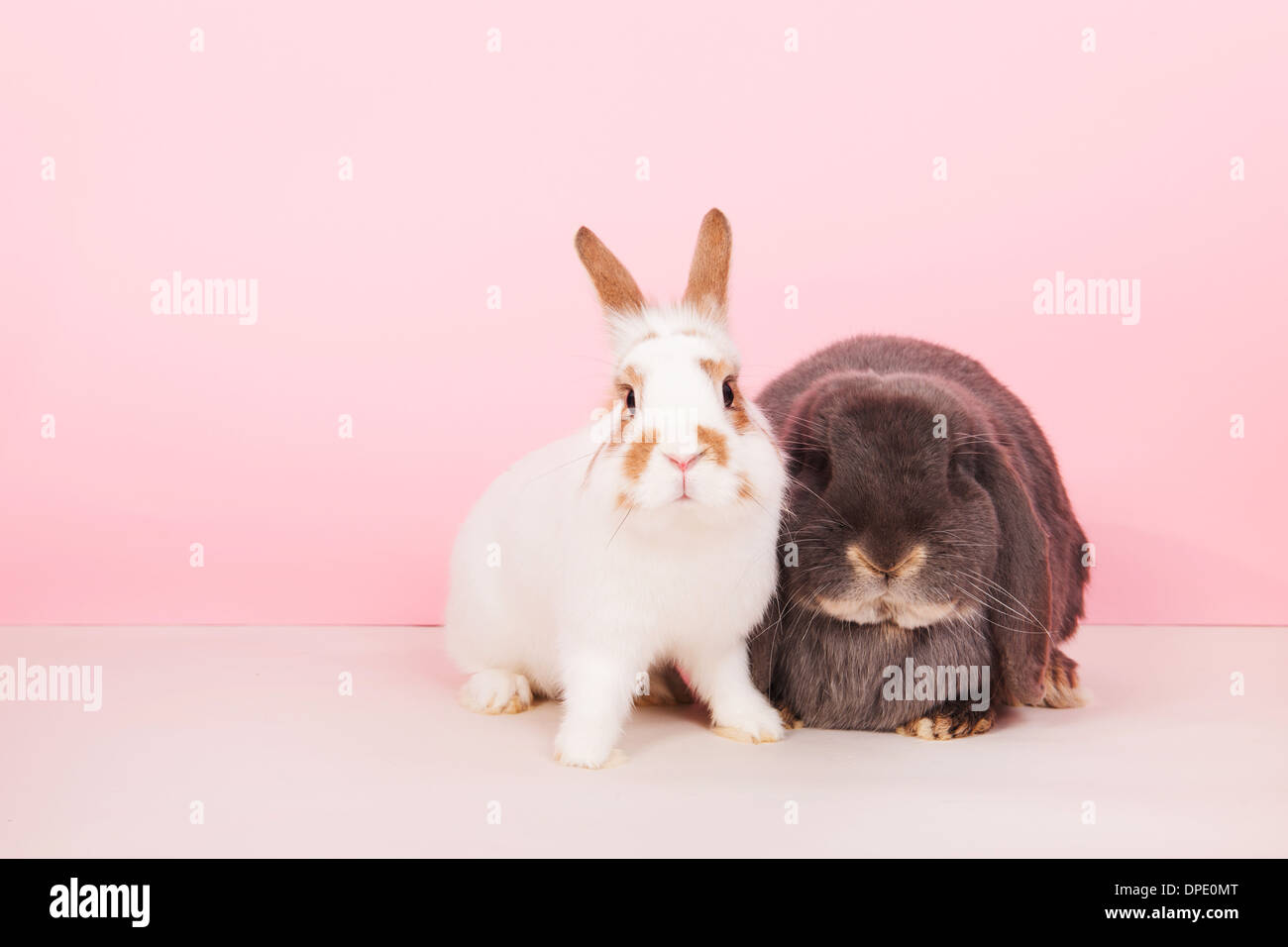 White rabbit and French lop together on pink background Stock Photo - Alamy