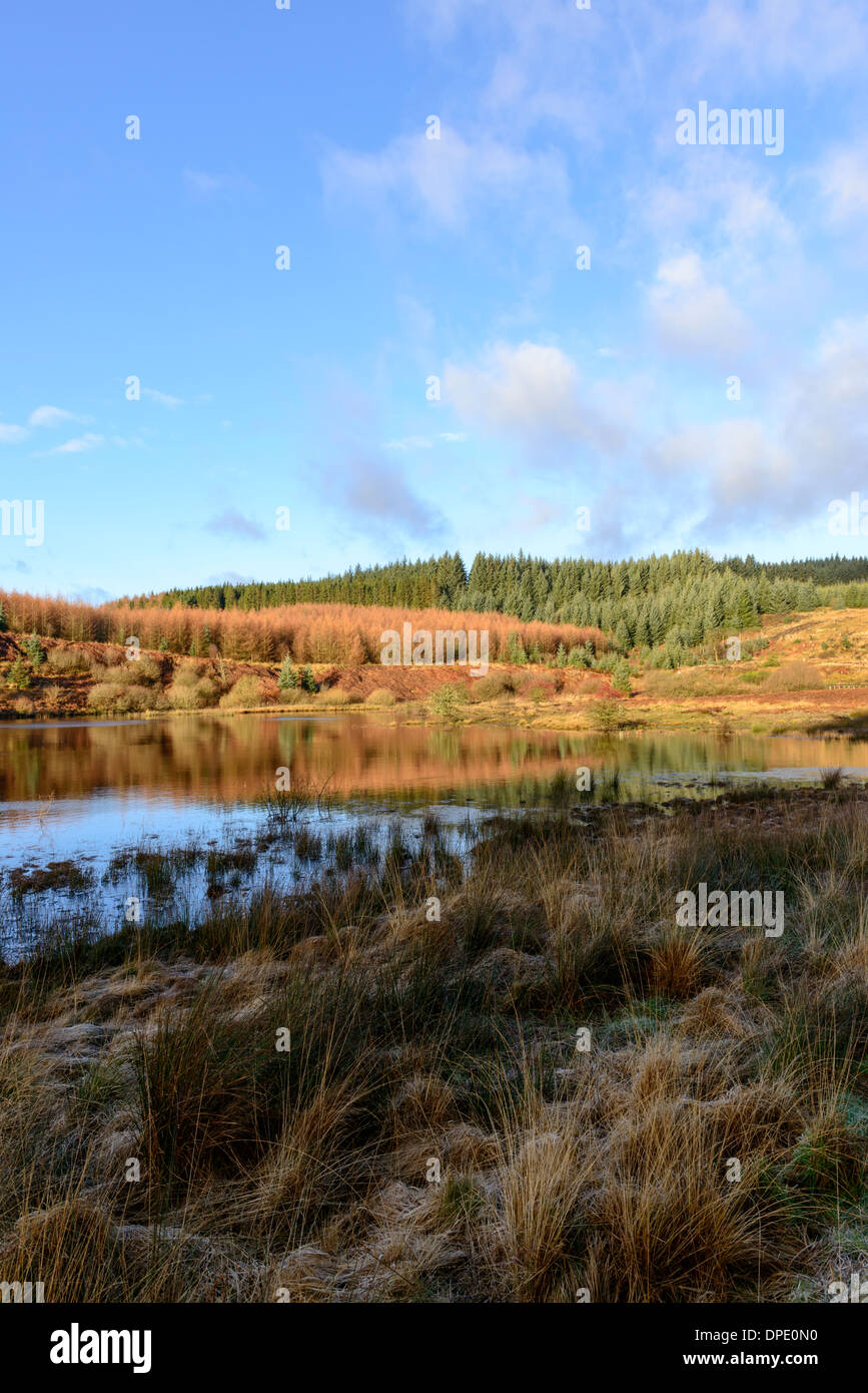 Pine trees kielder hi-res stock photography and images - Alamy