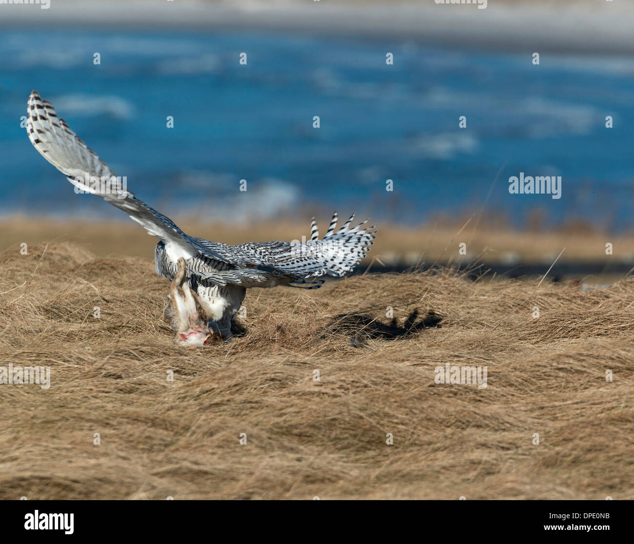 Rabbit owl hi-res stock photography and images - Alamy