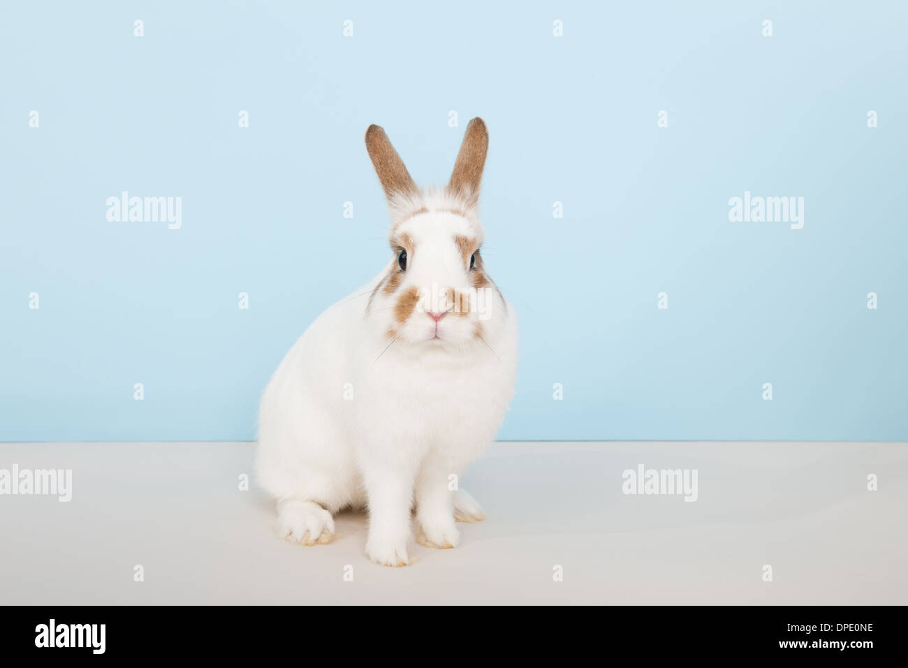 Brown and white rabbit hi-res stock photography and images - Alamy