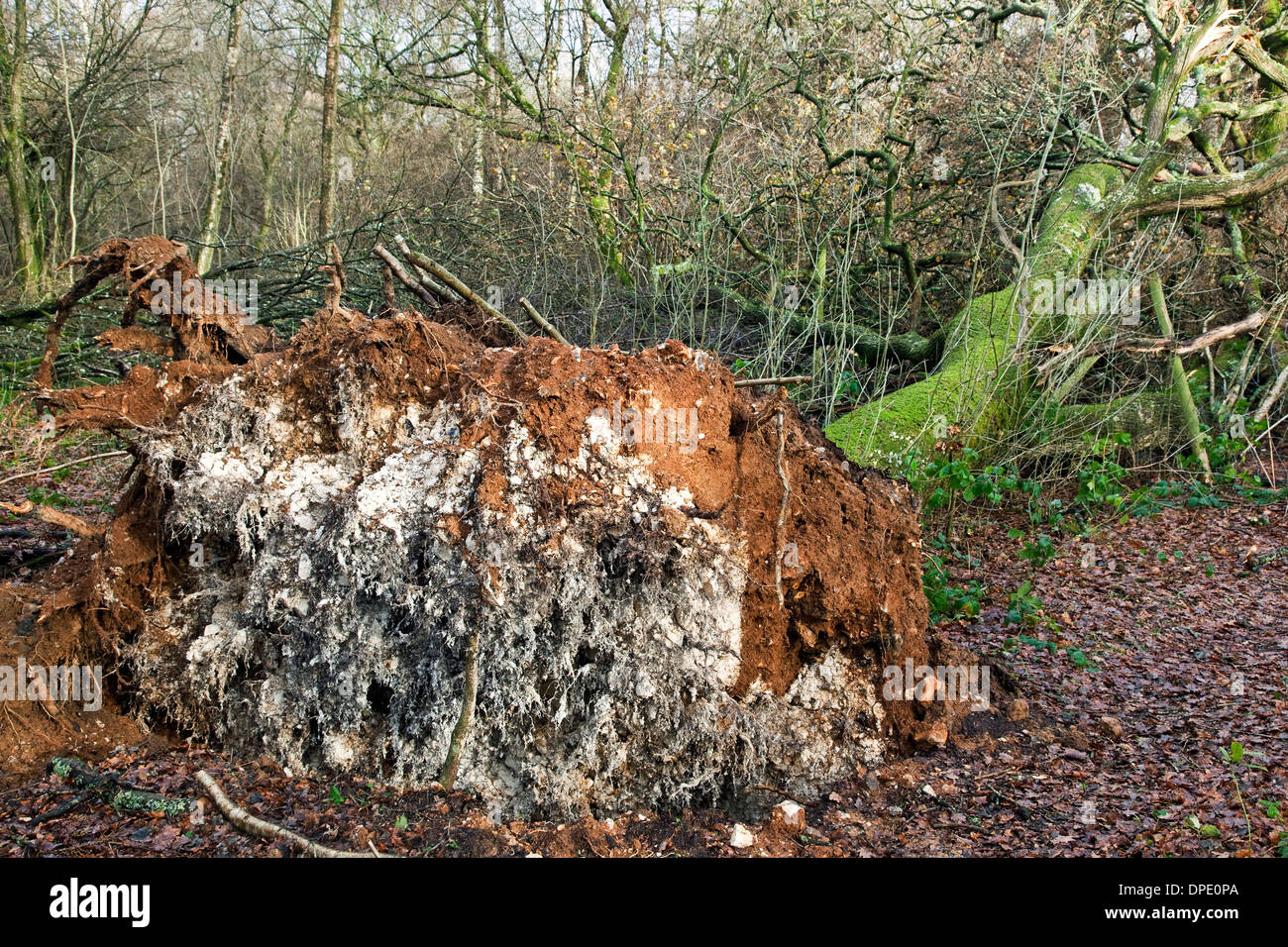 A fallen tree blown over by the wind in woodland Stock Photo - Alamy