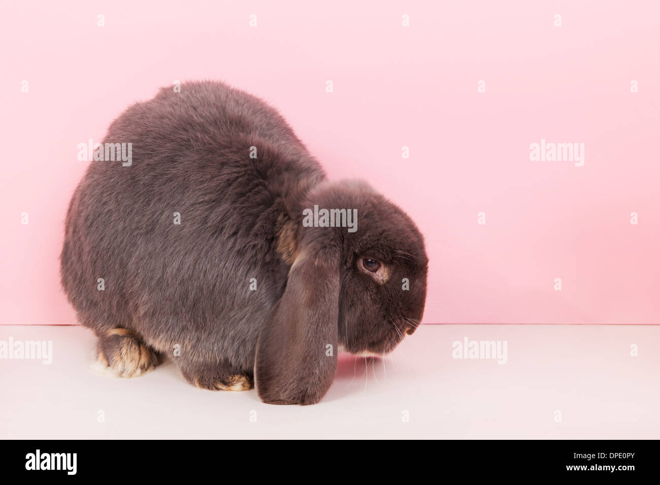 Rabbit French lop on pink background Stock Photo - Alamy