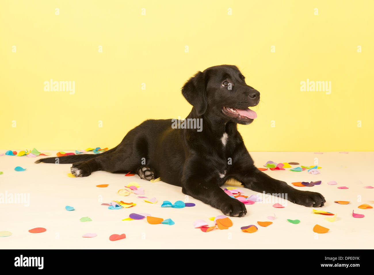 Dog with confetti hi-res stock photography and images - Alamy