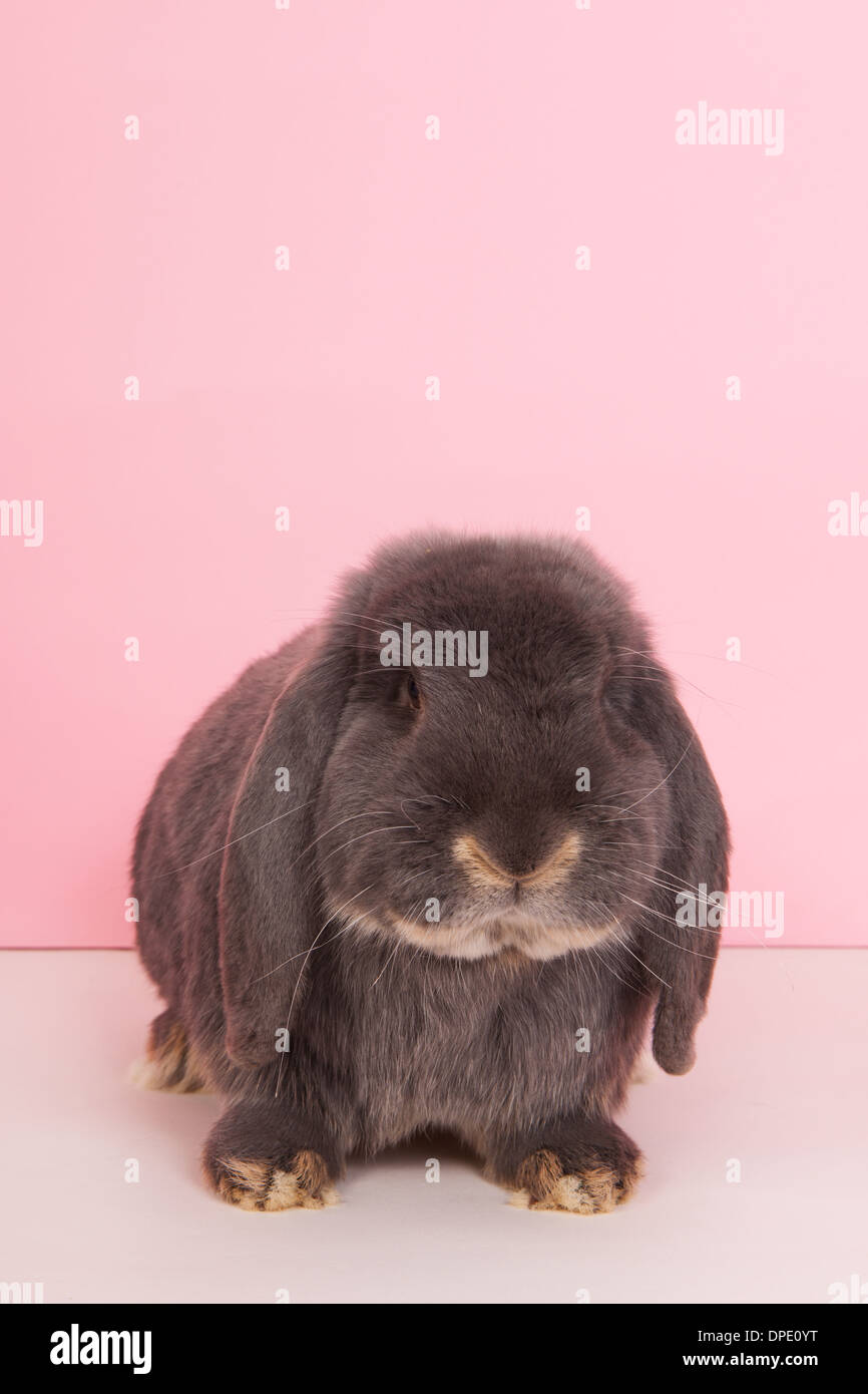 French lop rabbit hi-res stock photography and images - Alamy