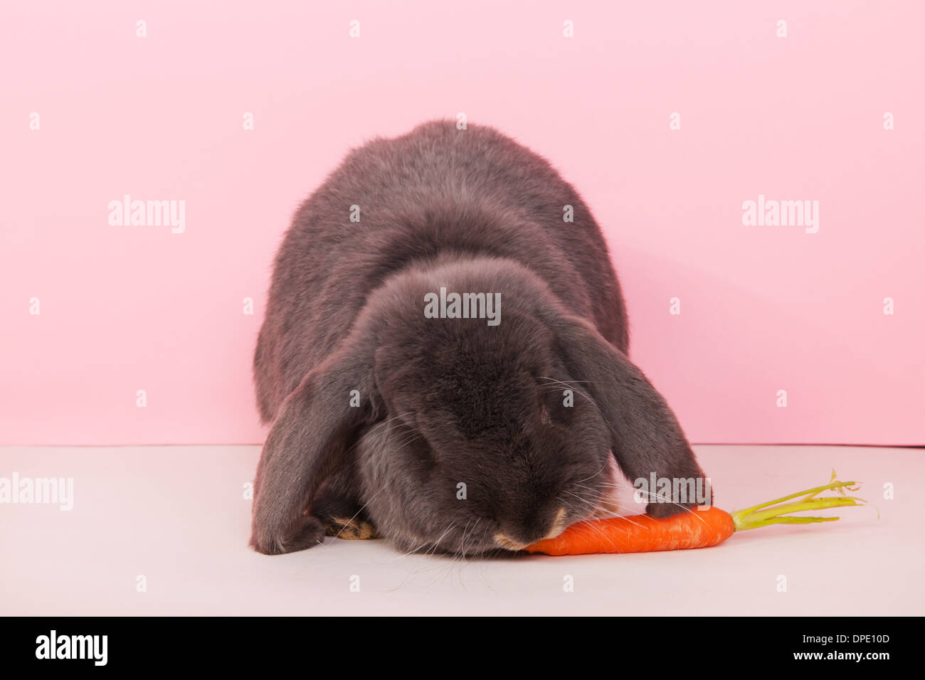Rabbit French lop eating fresh carrot on pink background Stock Photo ...