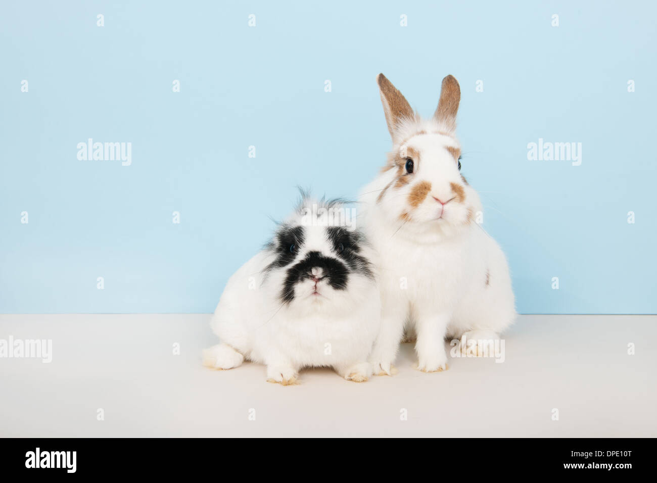Two white rabbits on blue background Stock Photo - Alamy