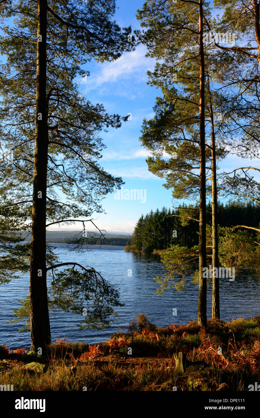 Pine trees kielder hi-res stock photography and images - Alamy