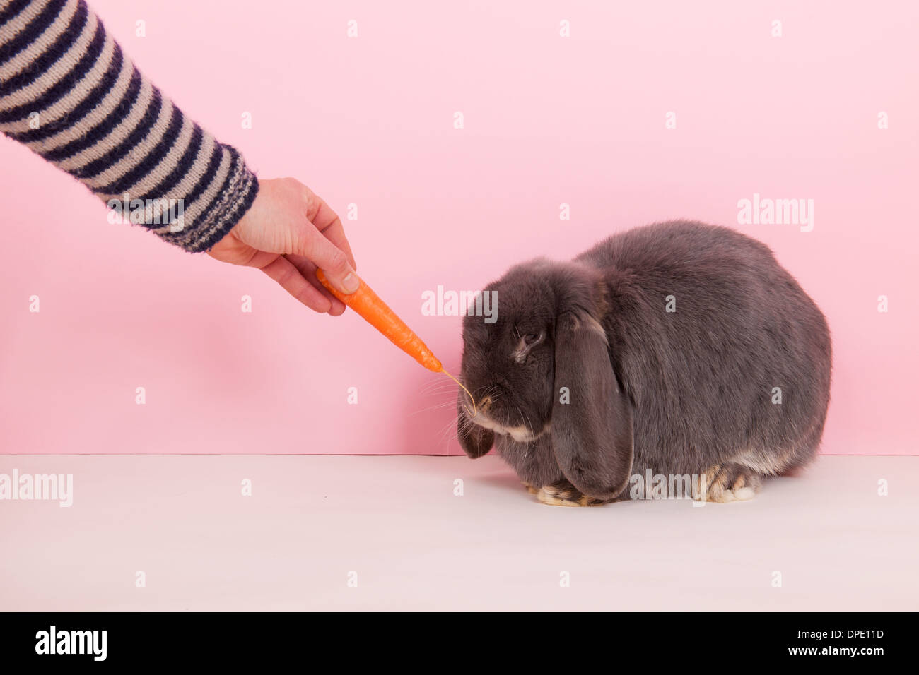 Rabbit French lop eating fresh carrot on pink background Stock Photo ...