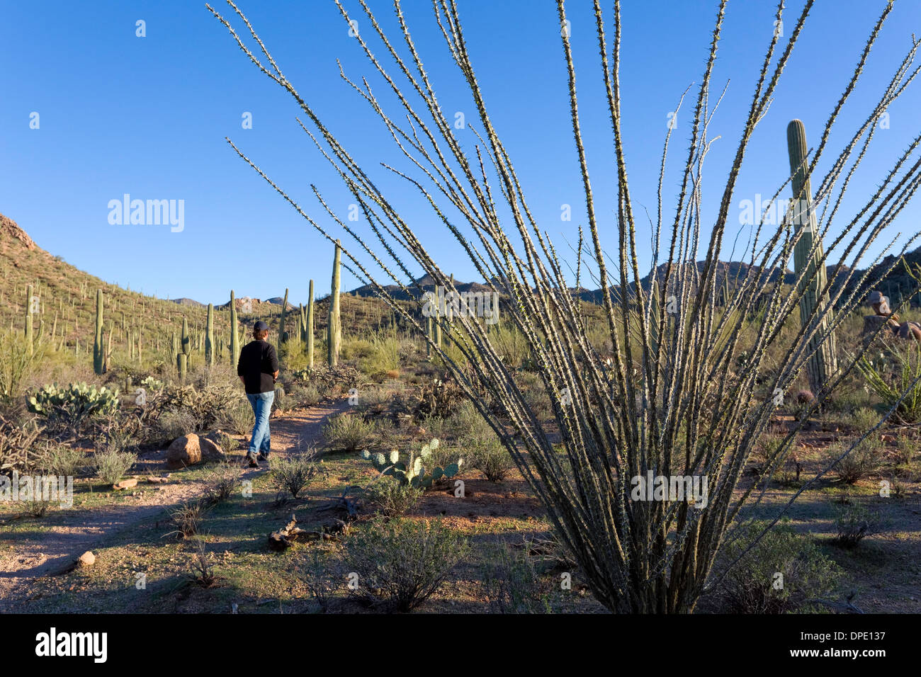 Trail, Saguaro National Park, West, Tucson Arizona Stock Photo - Alamy