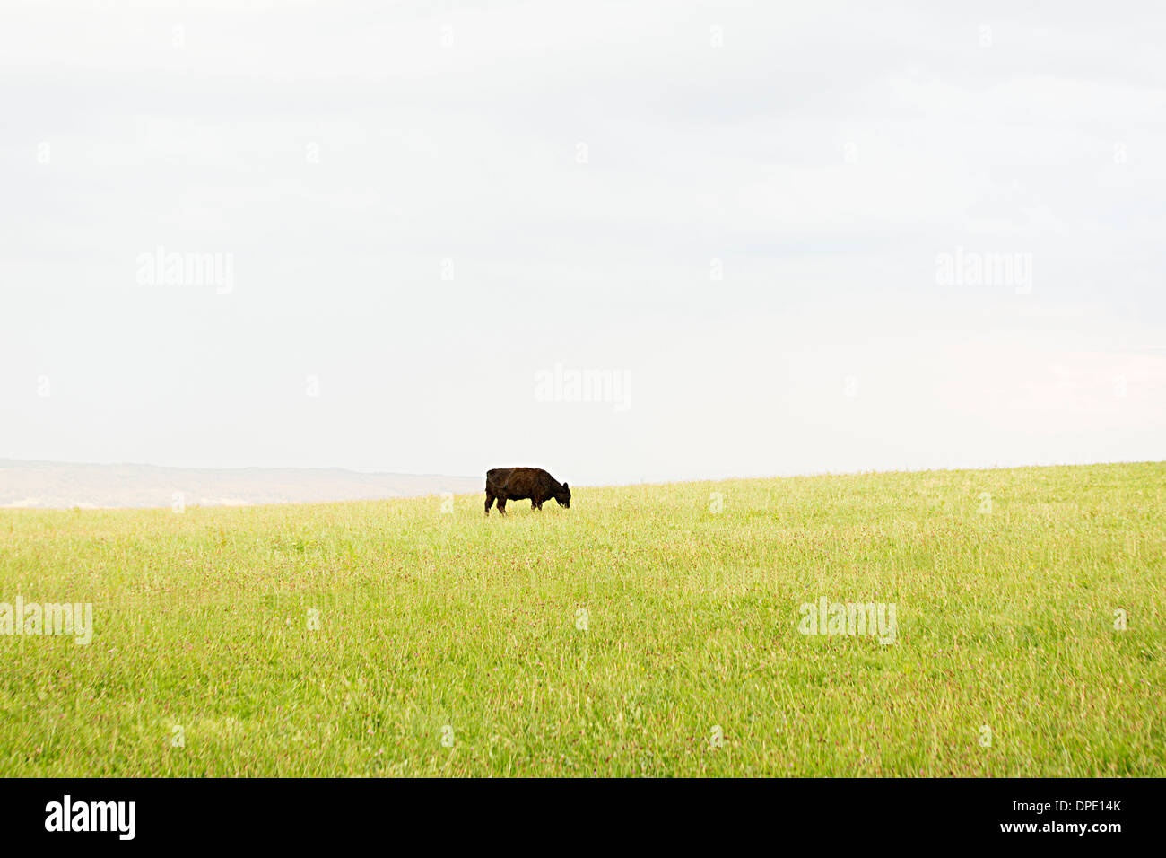 Black cow grazing alone in grassy meadow Stock Photo - Alamy