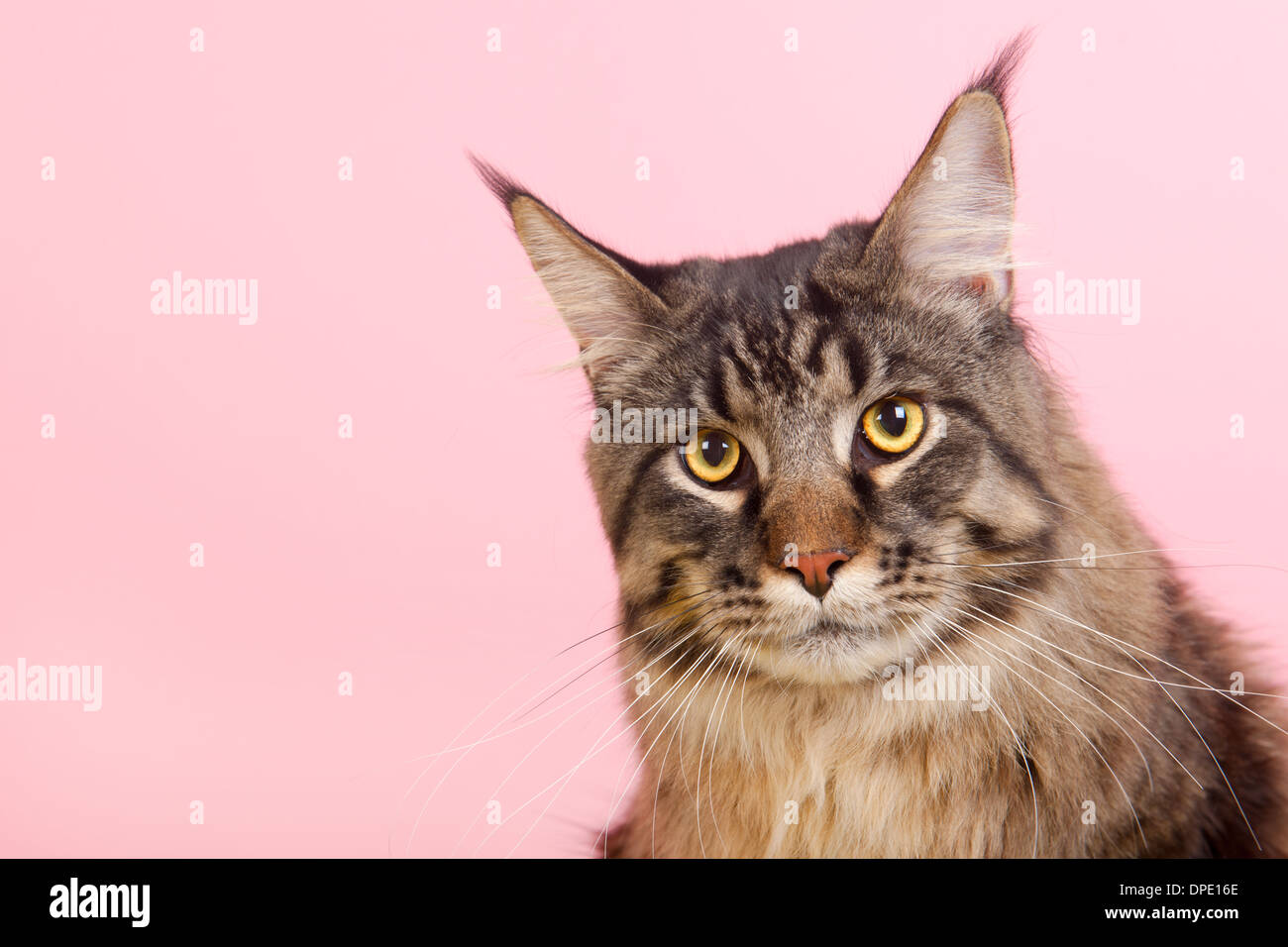 Portrait pedigree Maine Coon cat on pastel color pink Stock Photo - Alamy
