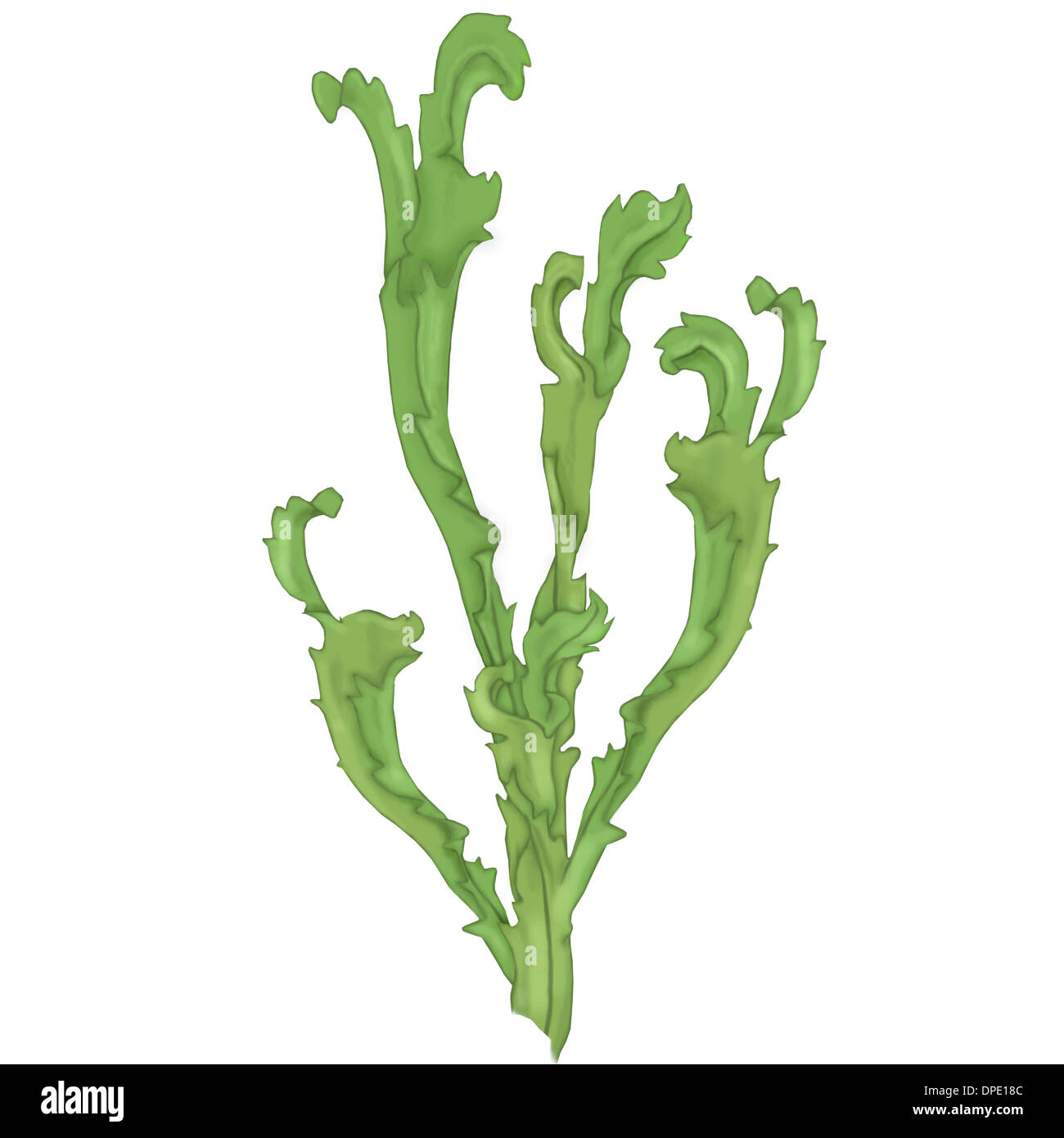Seaweed illustration hi-res stock photography and images - Alamy
