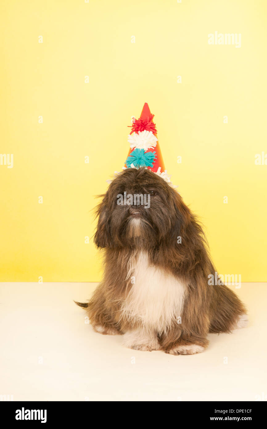 Portrait Laso Apso in frint of yellow background Stock Photo - Alamy
