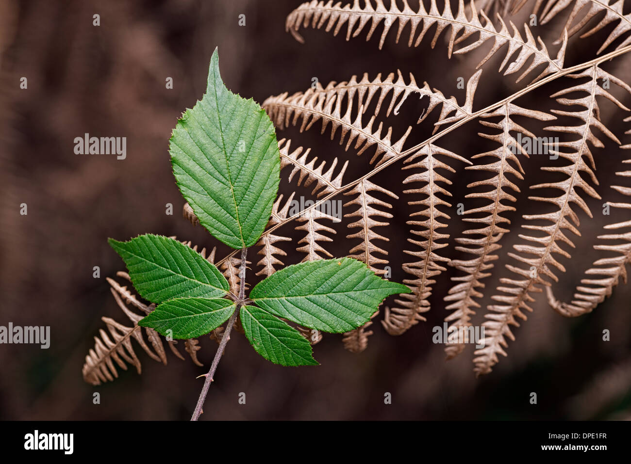 Dead bramble hi-res stock photography and images - Alamy