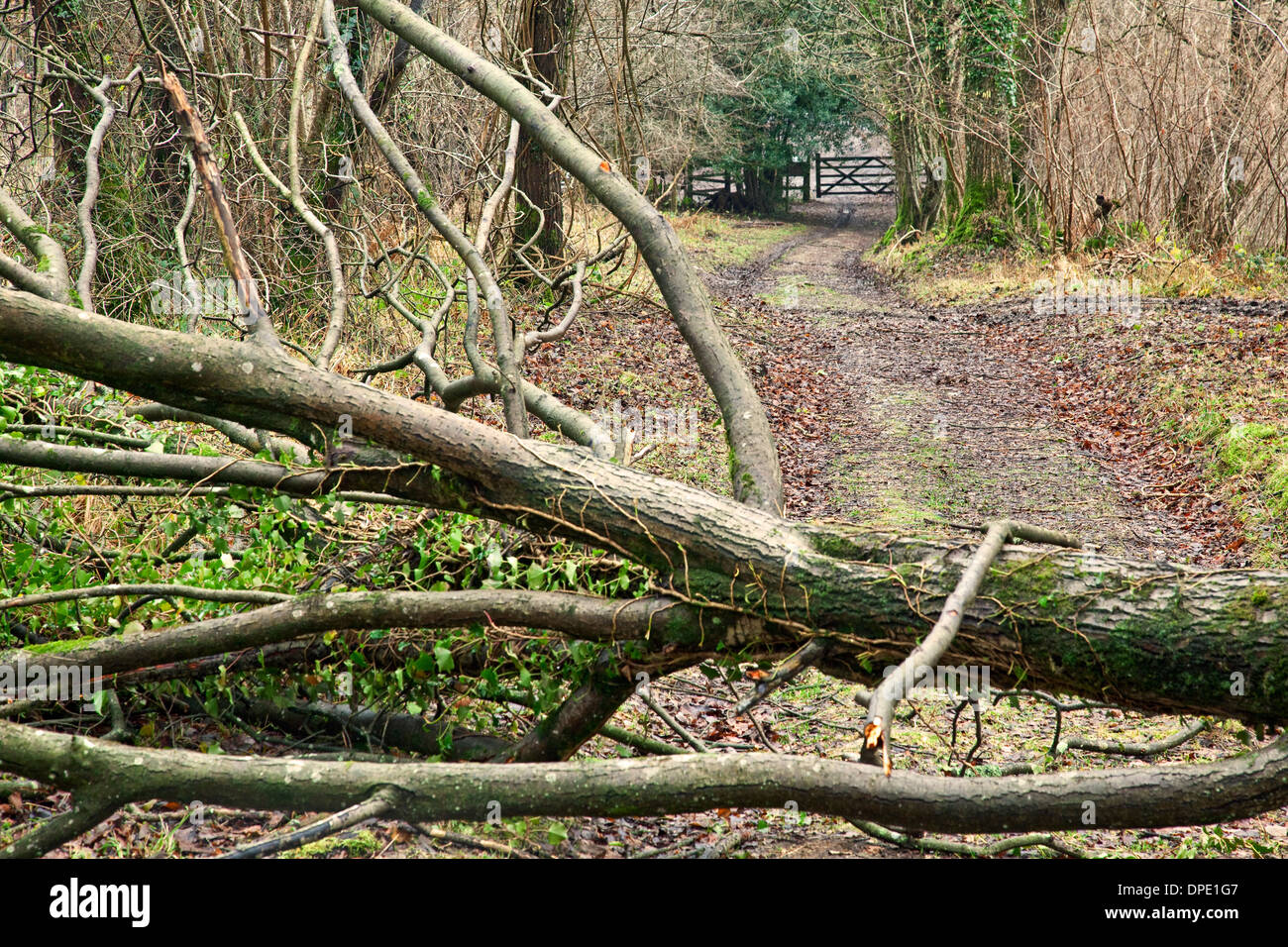 A fallen tree blown over by the wind blocking a track with a gate in ...