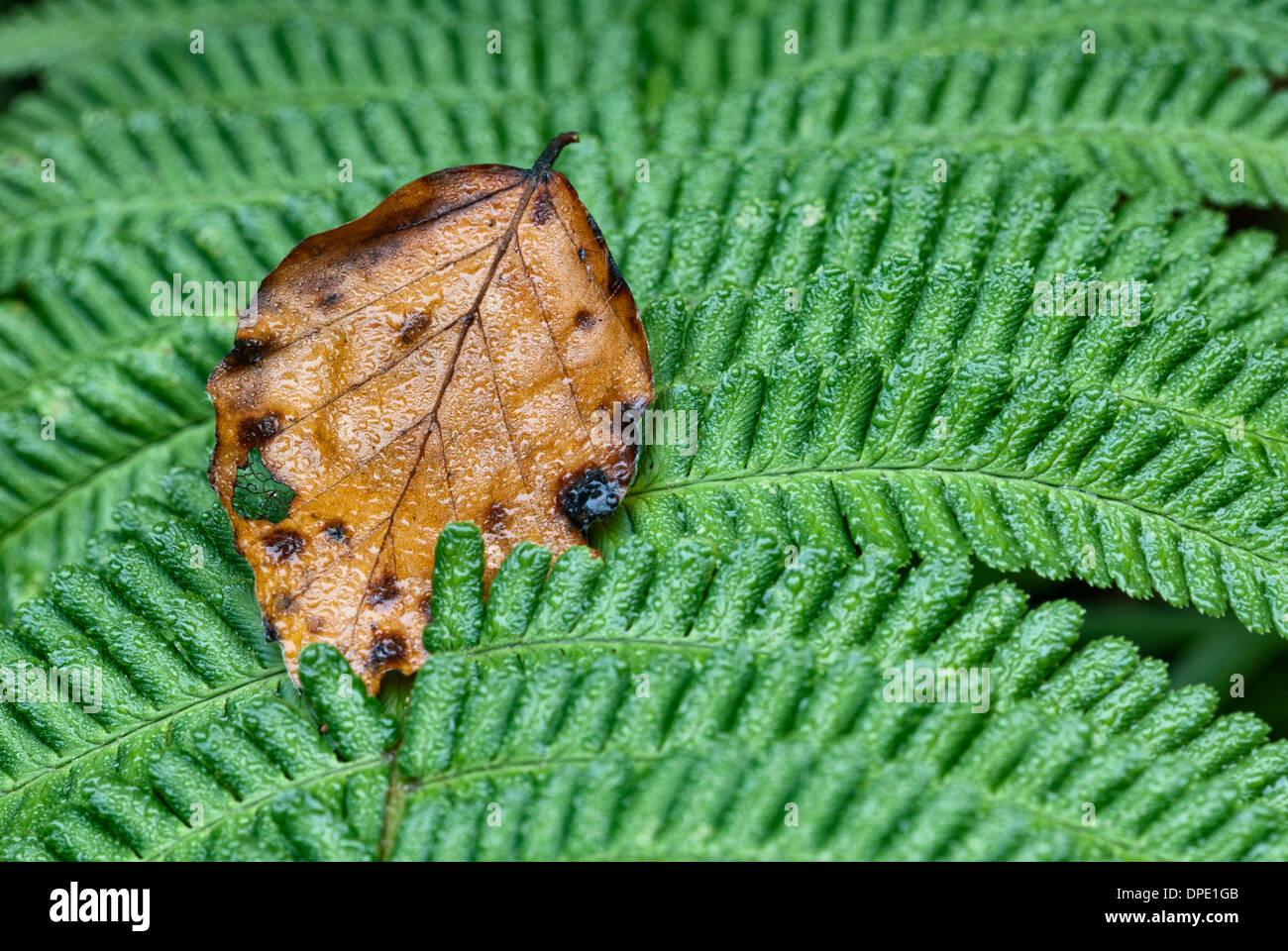 Fern Leaf Beech High Resolution Stock Photography and Images - Alamy