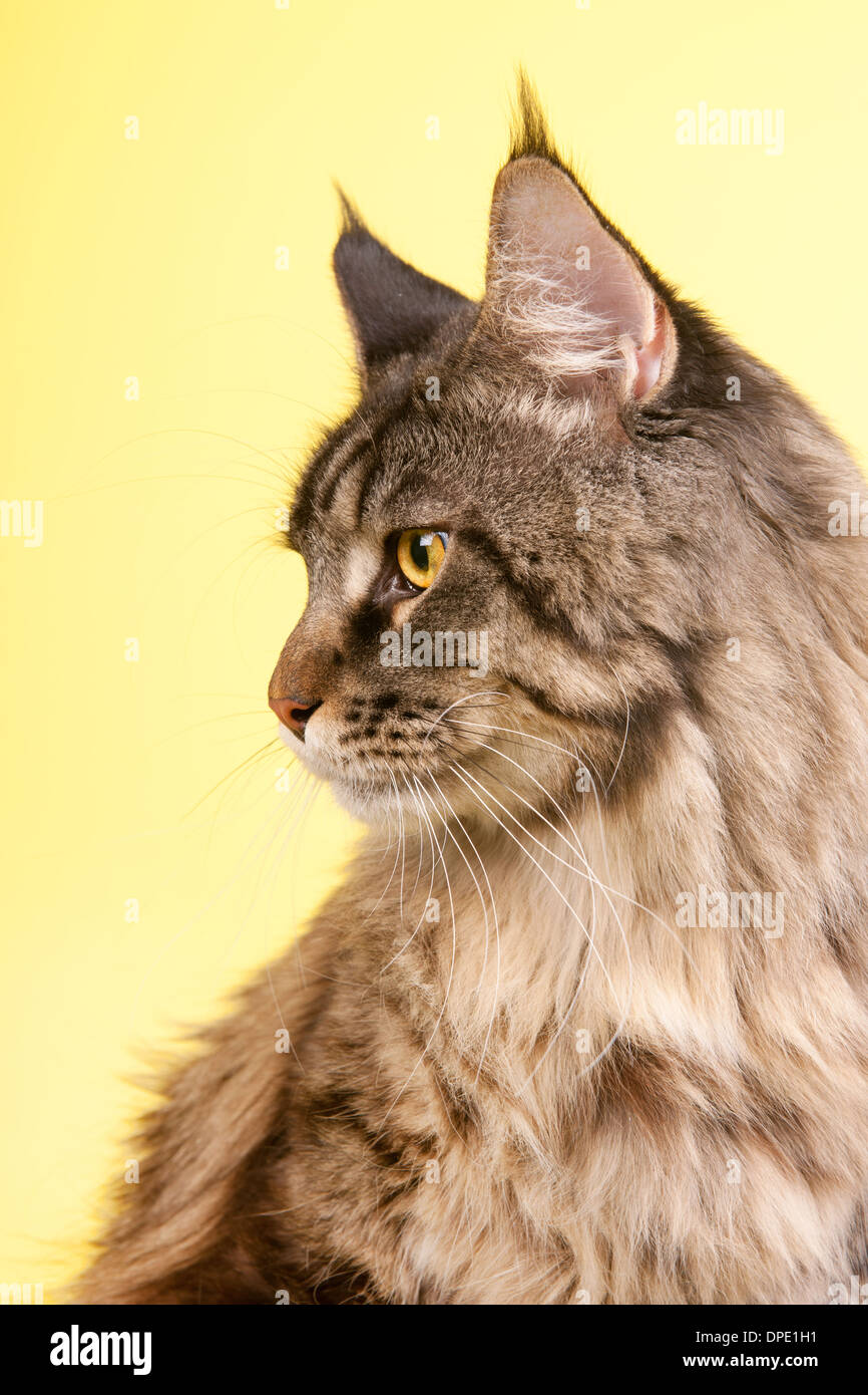 Portrait pedigree Maine Coon cat on pastel color yellow Stock Photo - Alamy