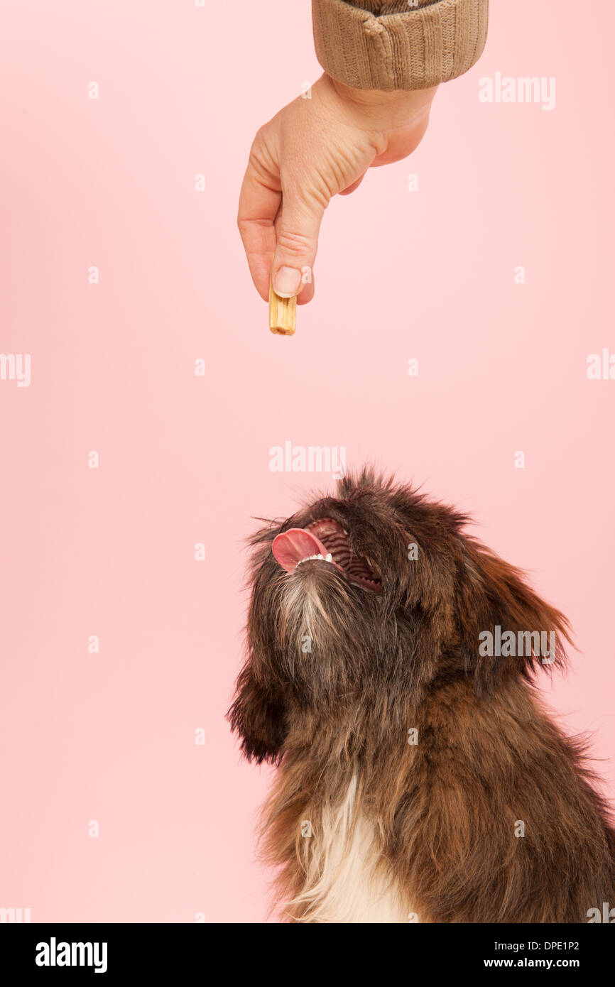 Laso apso hi-res stock photography and images - Alamy