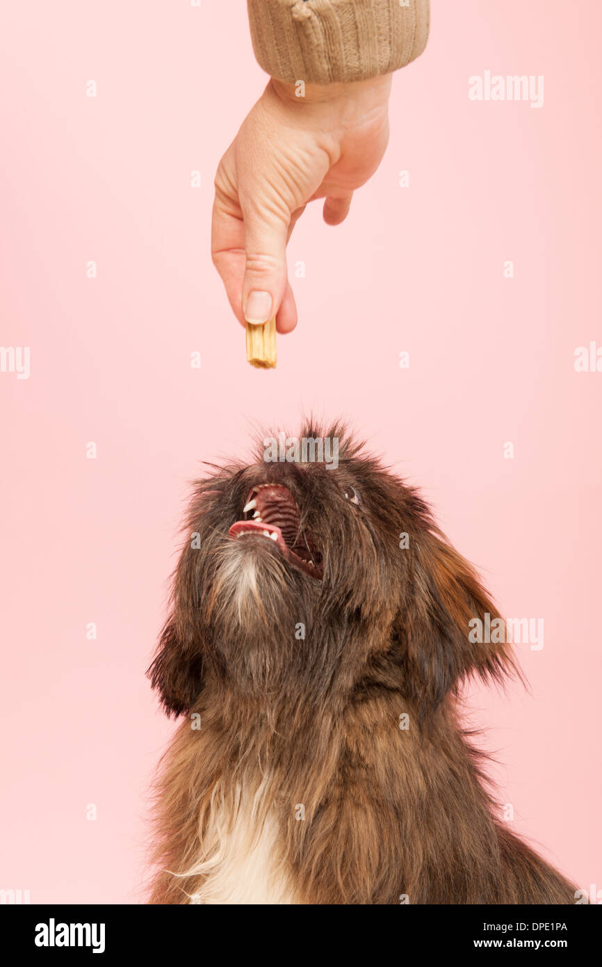 Laso apso hi-res stock photography and images - Alamy