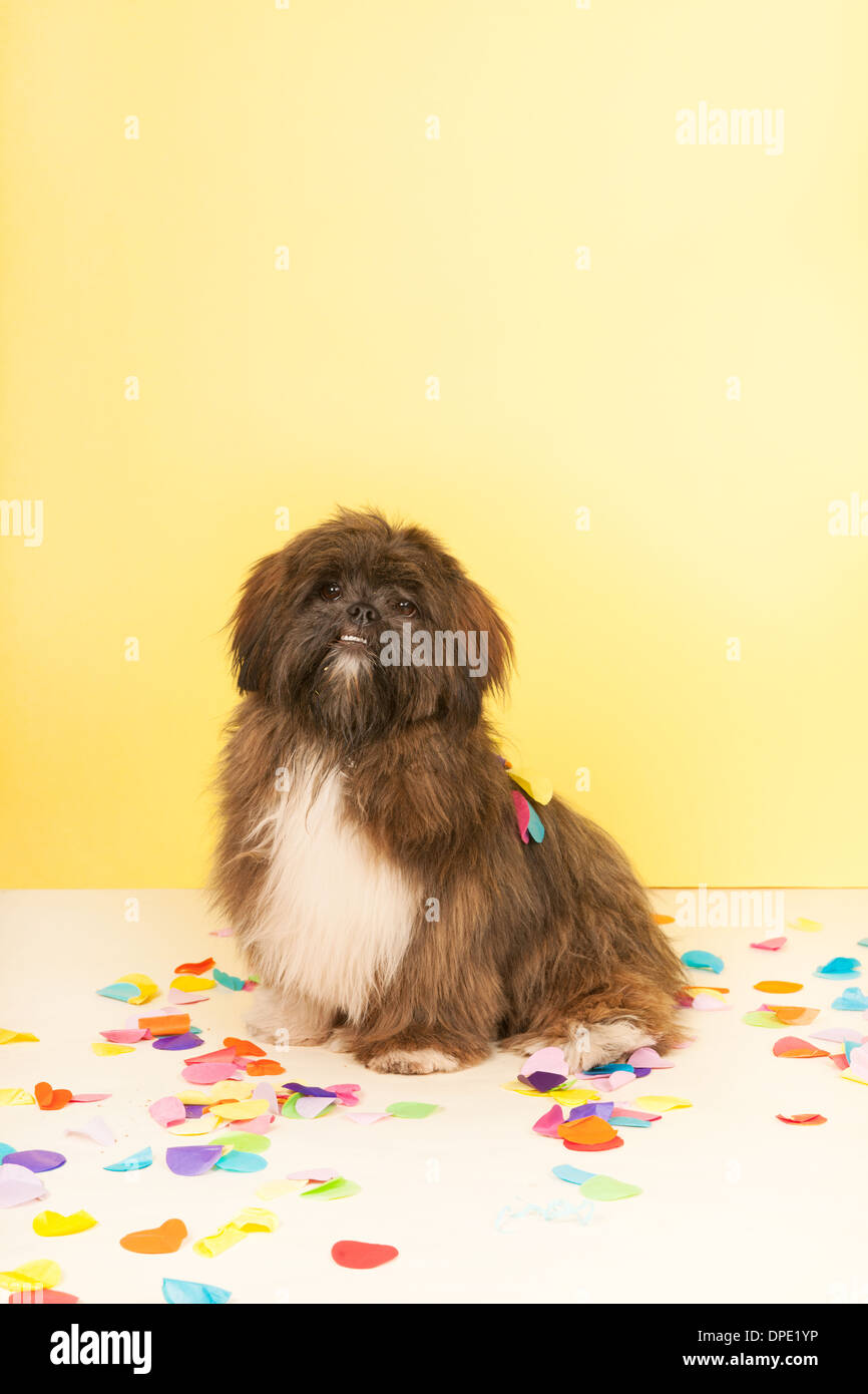 Portrait Laso Apso in frint of yellow background Stock Photo - Alamy