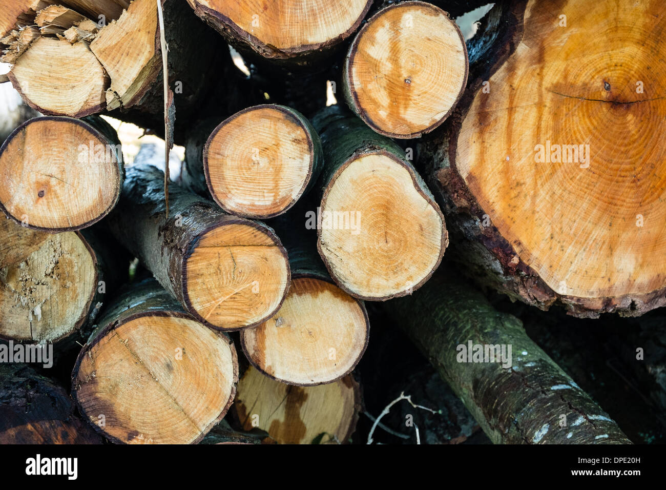 Woodpile. Logs piled up after felling work Stock Photo - Alamy