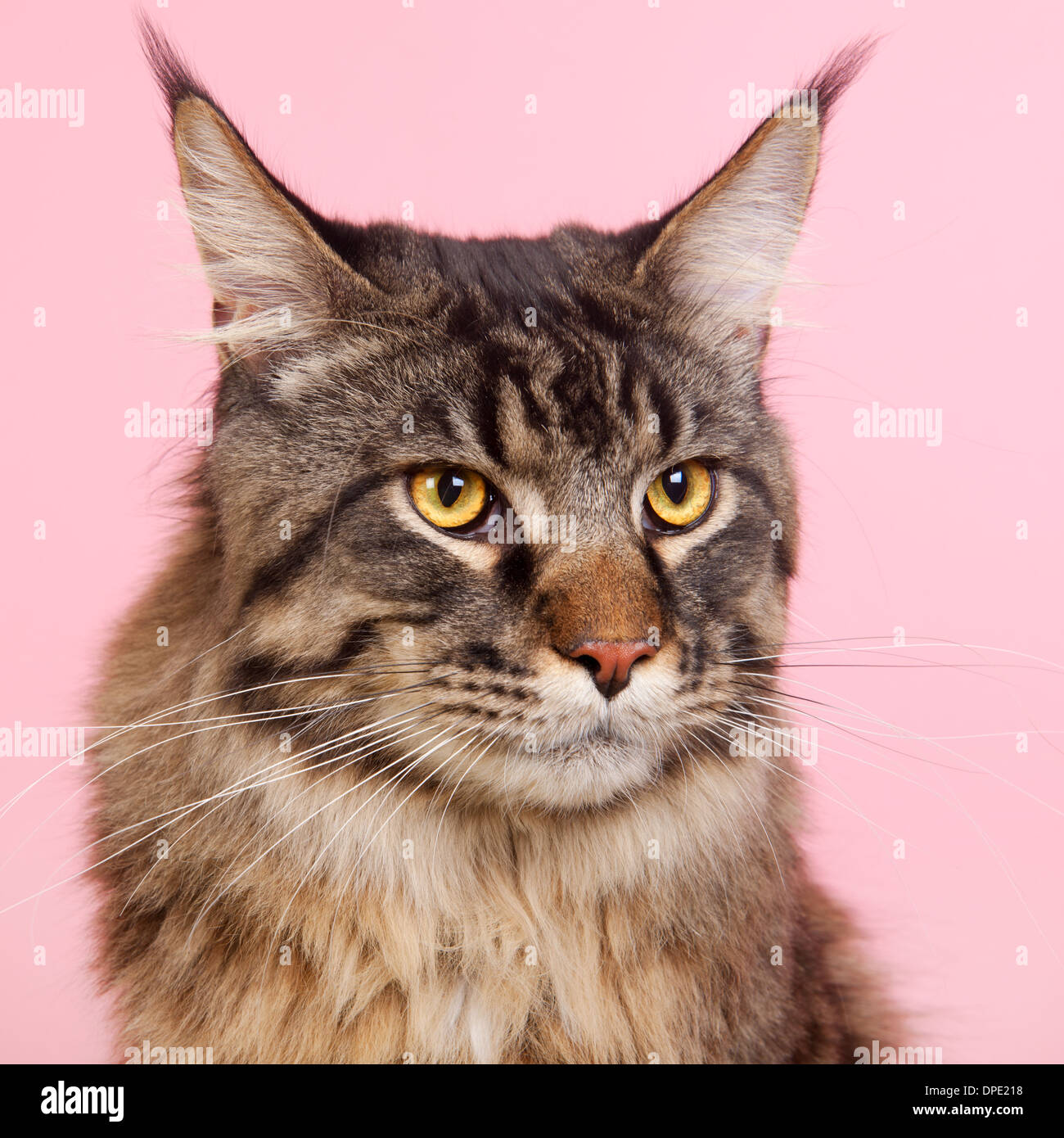 Portrait pedigree Maine Coon cat on pastel color pink Stock Photo - Alamy
