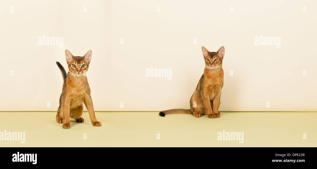 Cream Abyssinian Cat