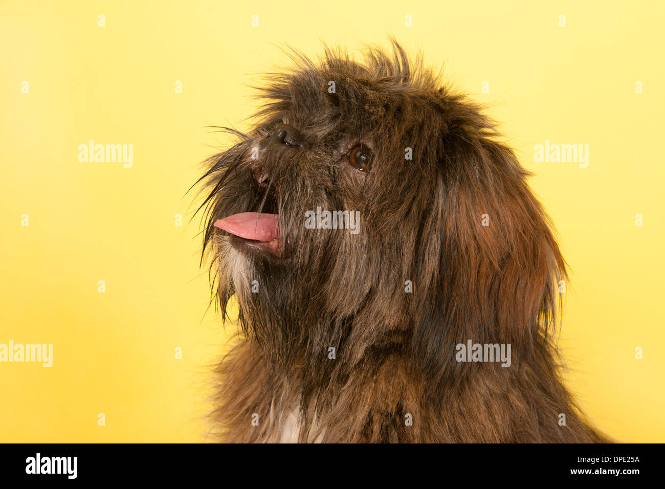 Portrait Laso Apso in frint of yellow background Stock Photo - Alamy