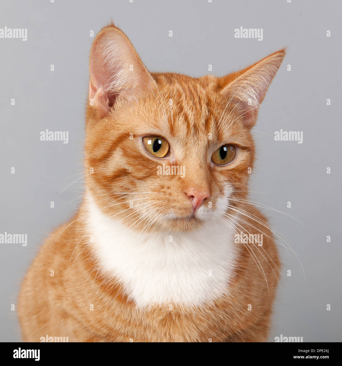 Red tabby cat hi-res stock photography and images - Alamy