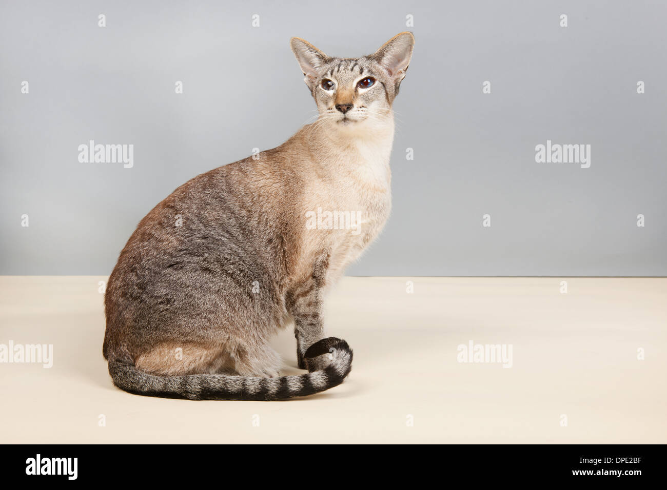 Siamese cat on gray background in studio Stock Photo - Alamy