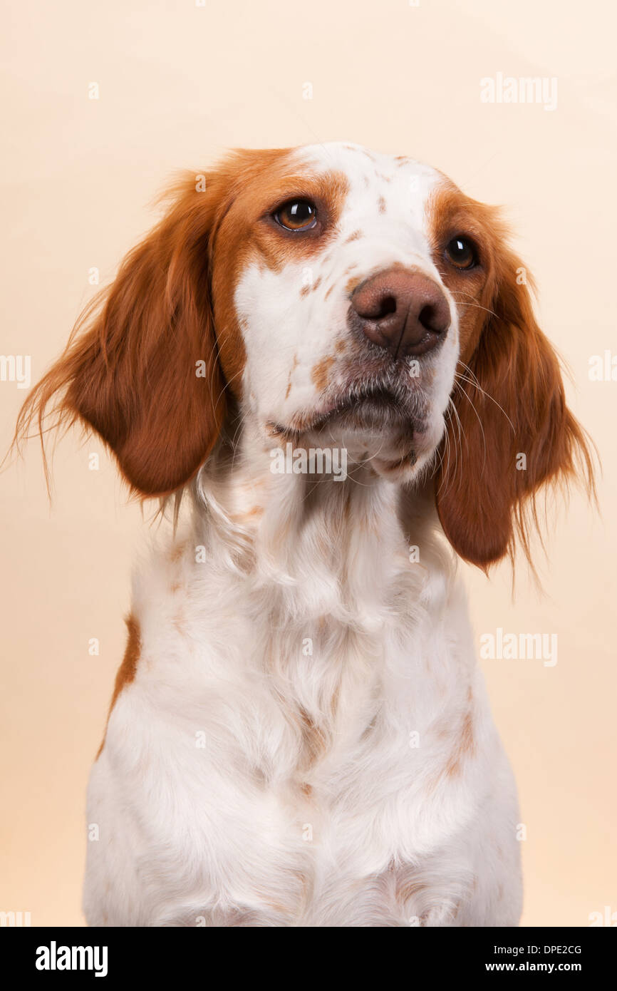 Portrait cross breed spaniel hi-res stock photography and images - Alamy