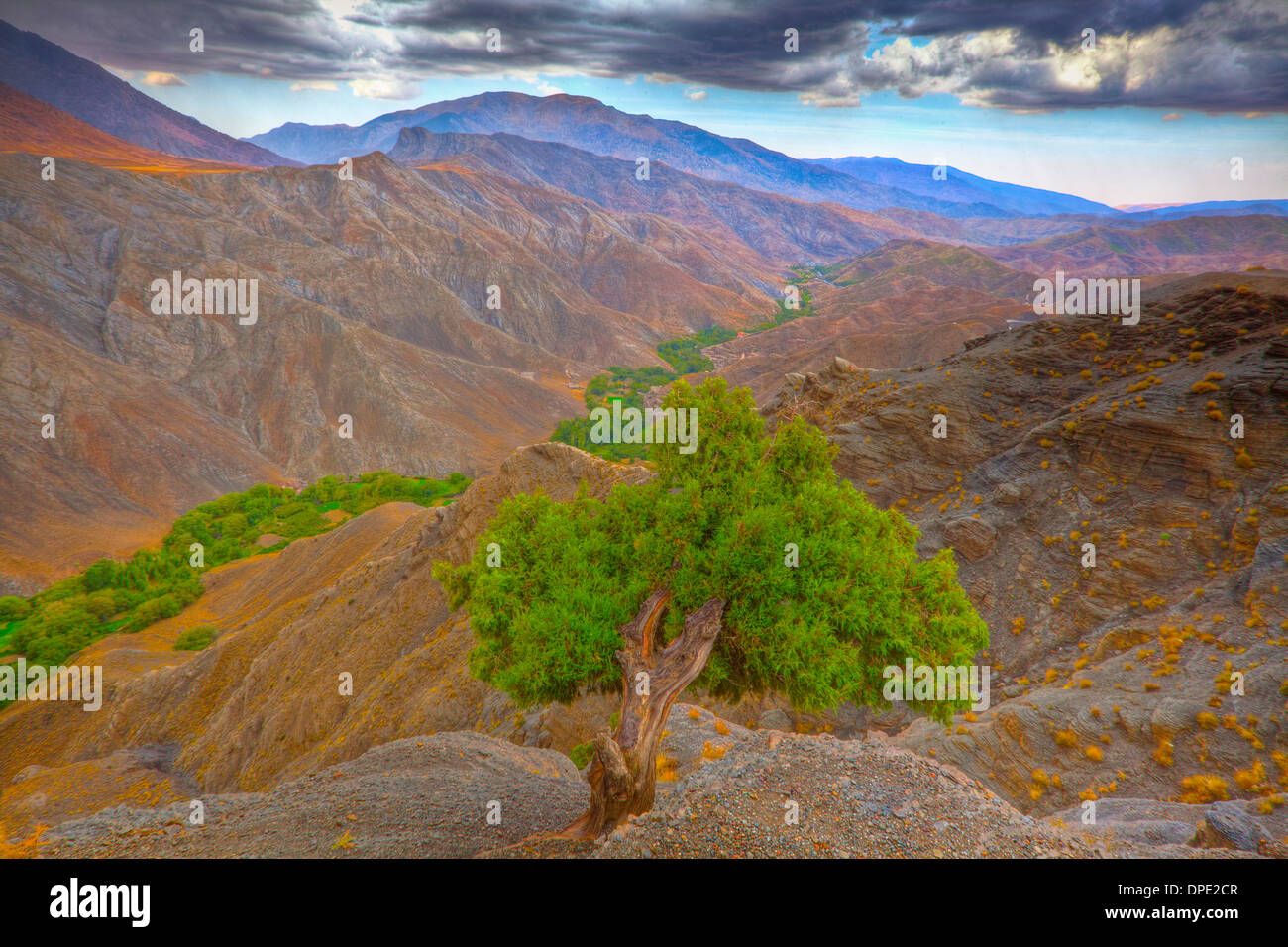 Atlas cedar in Atlas Mountains seen from Tizi n'Tichka Road, Morocco ...