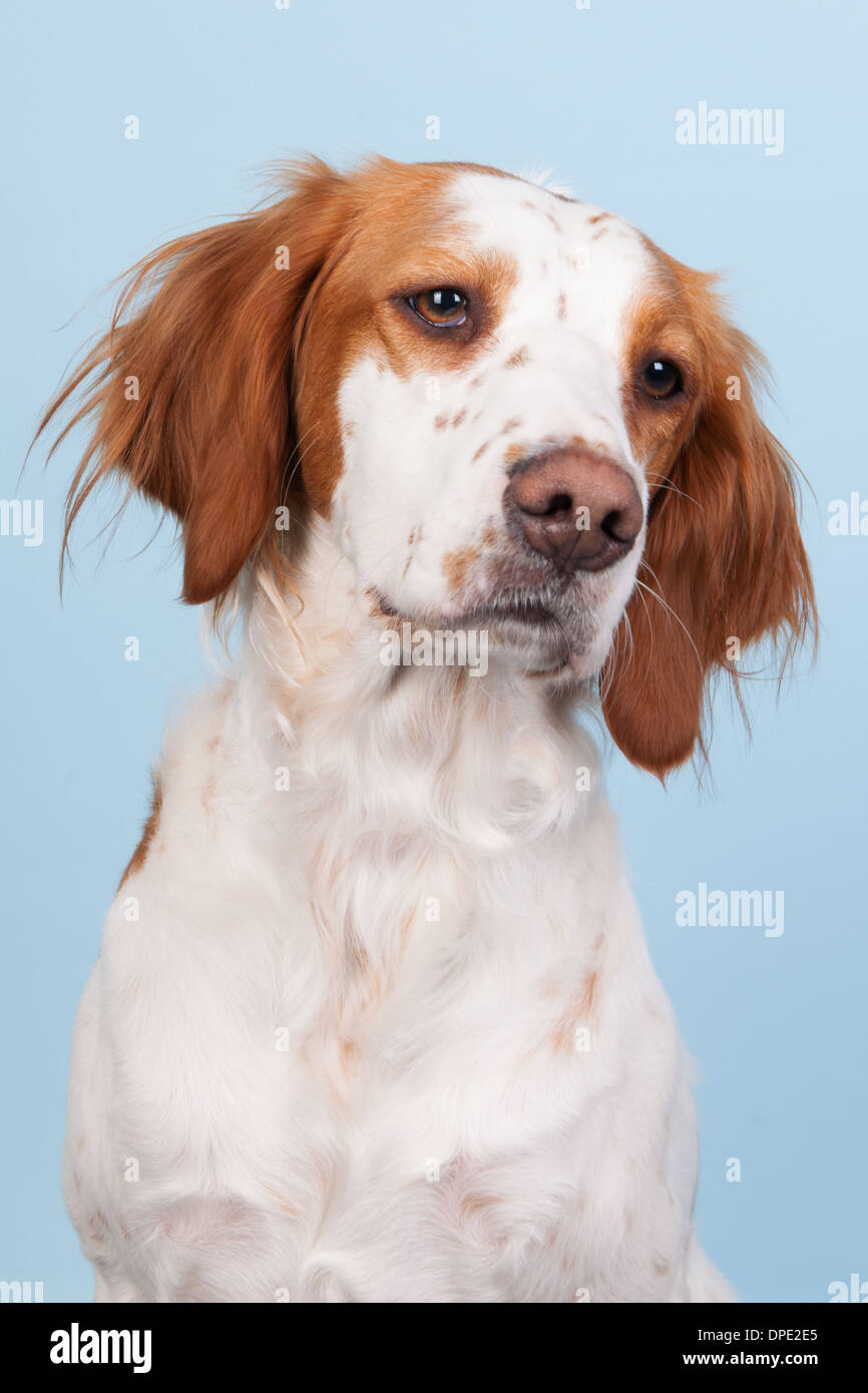 Spaniel cross breed hi-res stock photography and images - Alamy
