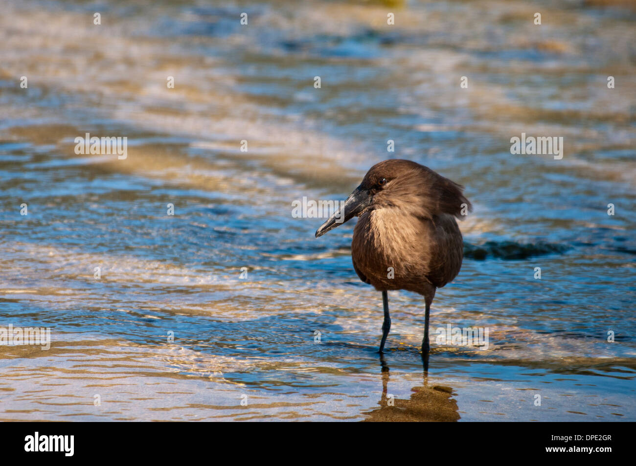 Hammerhead Stork, Scopus umbretta, standing in water, Namibia, Africa ...