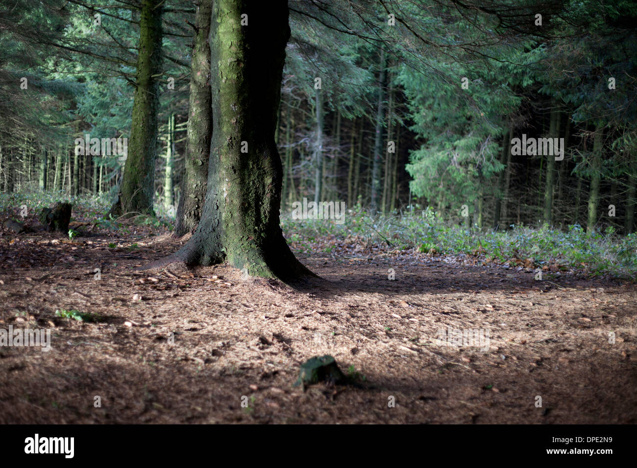 Light on forest floor Stock Photo - Alamy