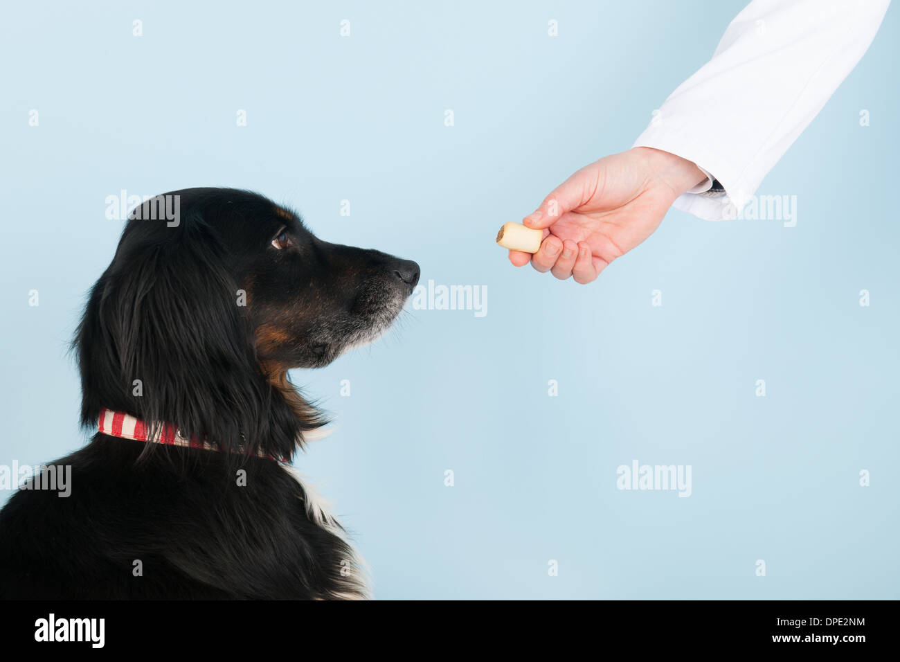 Vet is giving a reward to the brave dog Stock Photo - Alamy