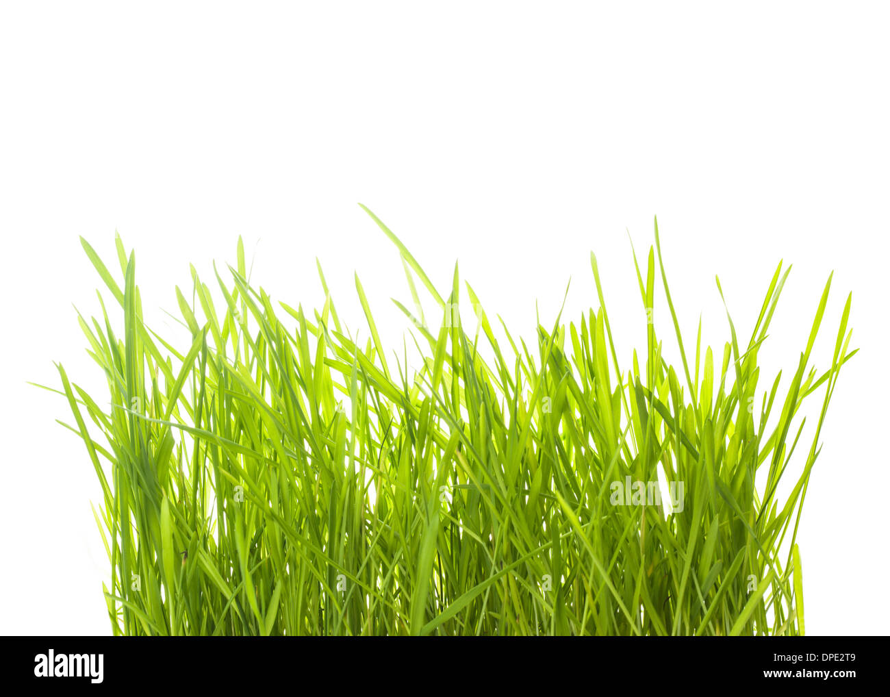 Green grass isolated Stock Photo - Alamy