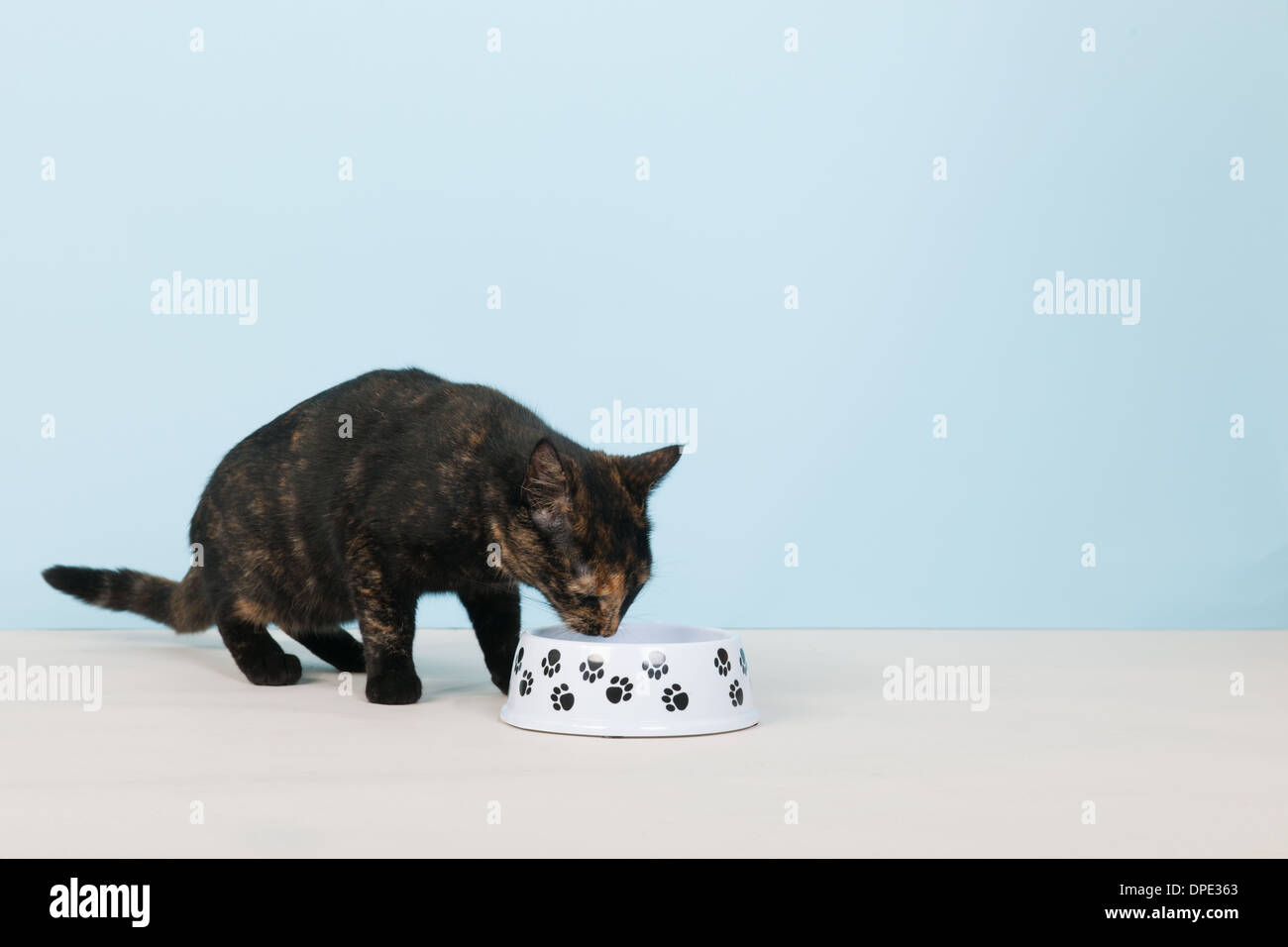 Turtle cat eating in studio with blue background Stock Photo - Alamy